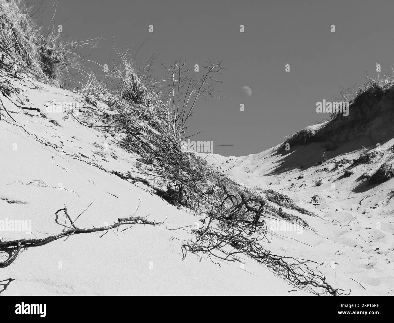 Black and white image of a barren desert landscape with dry vegetation ...