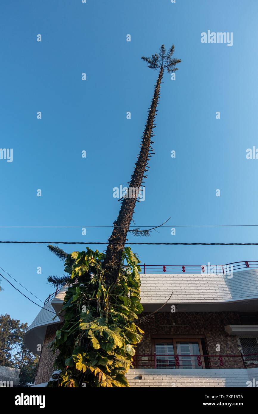Scenic pine tree outside Indian residence under sunny blue sky Stock ...
