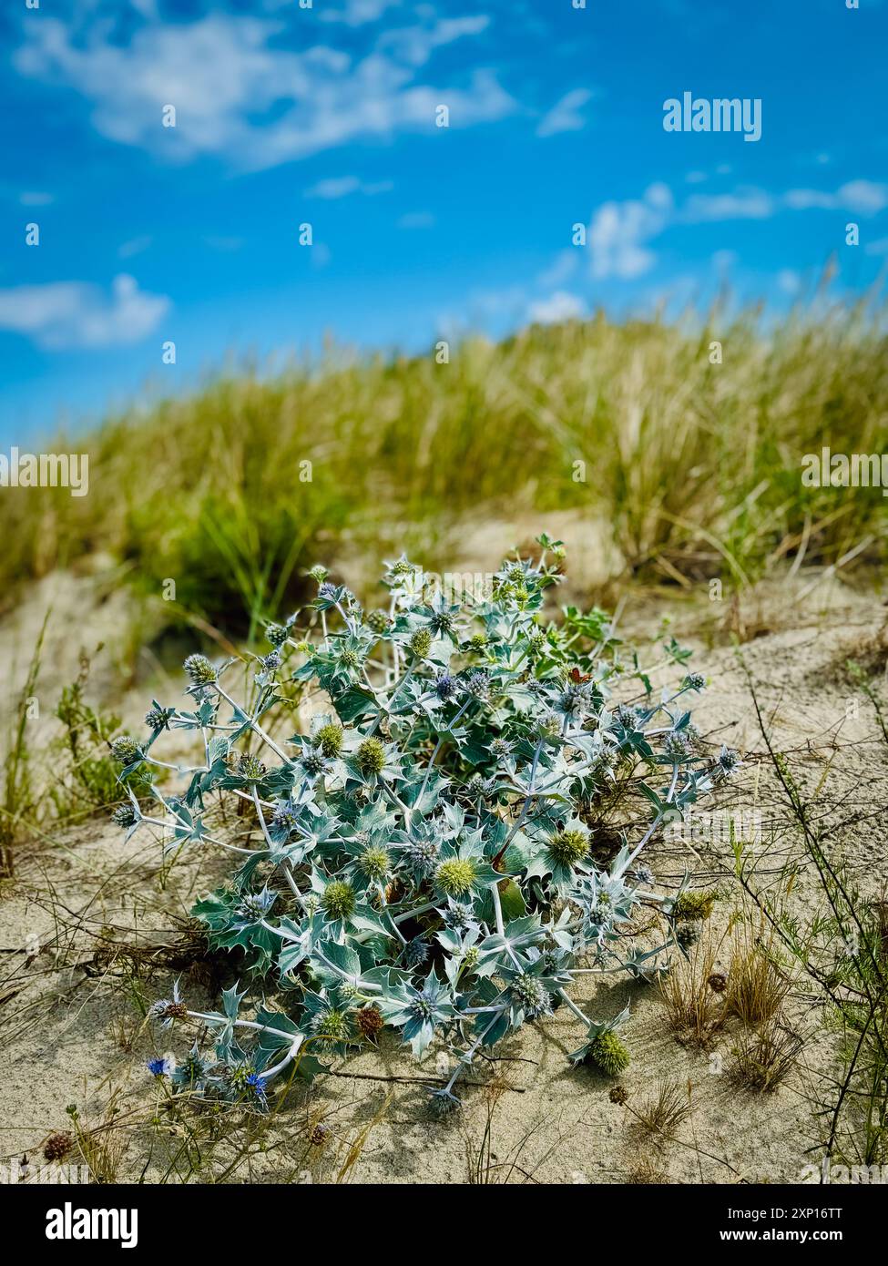 Thistle plant growing on sandy beach with clear blue sky, signifying ...