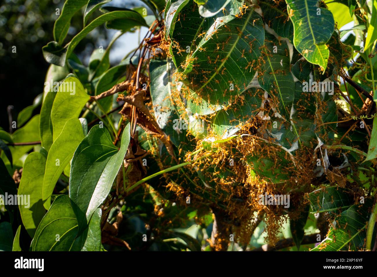 Red Ants Colony: Tree Branch with Folded Green Leaves - Nature's ...
