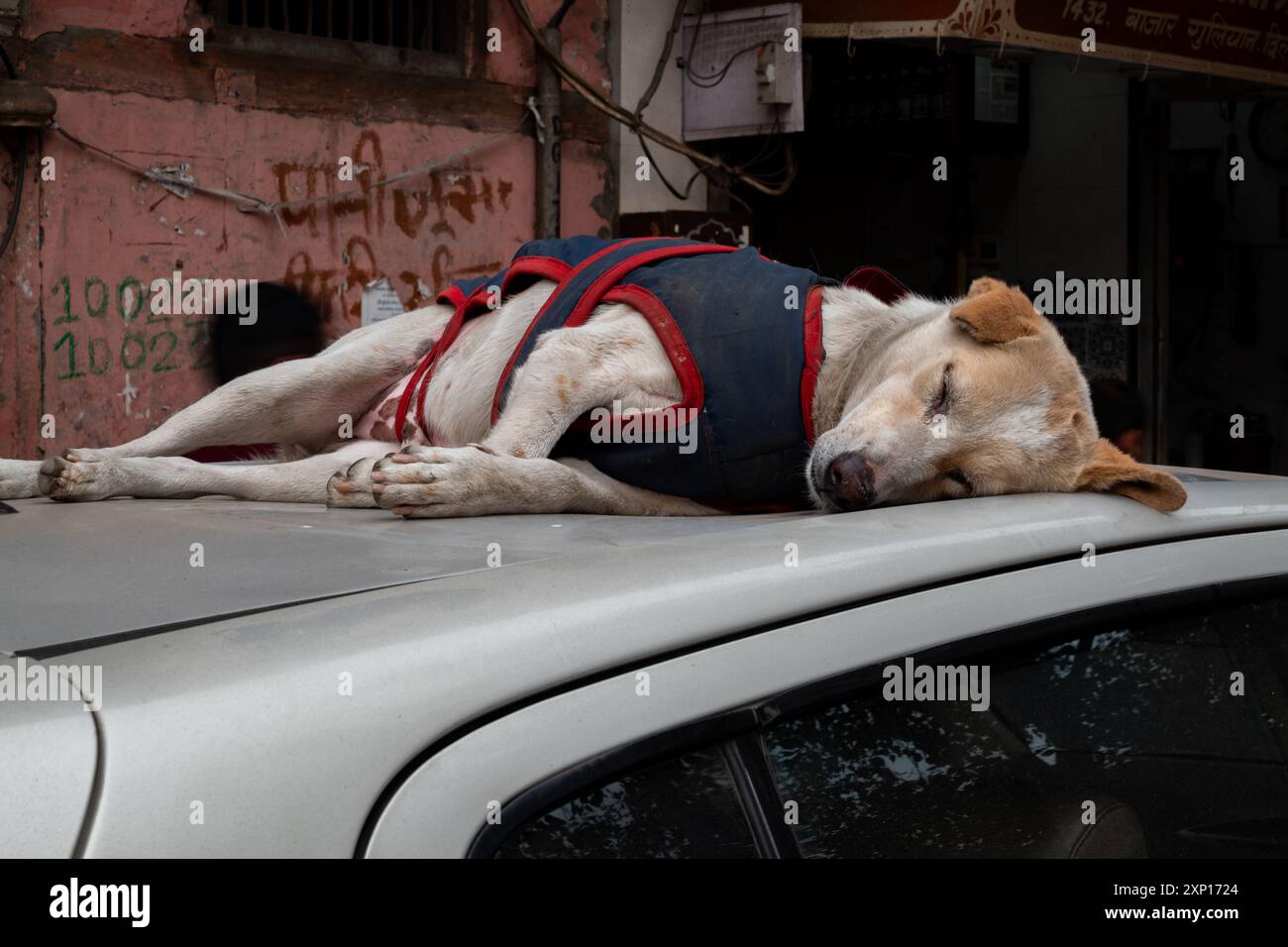 cute labrador retriever sleeping on a roof of a car in Delhi, India ...