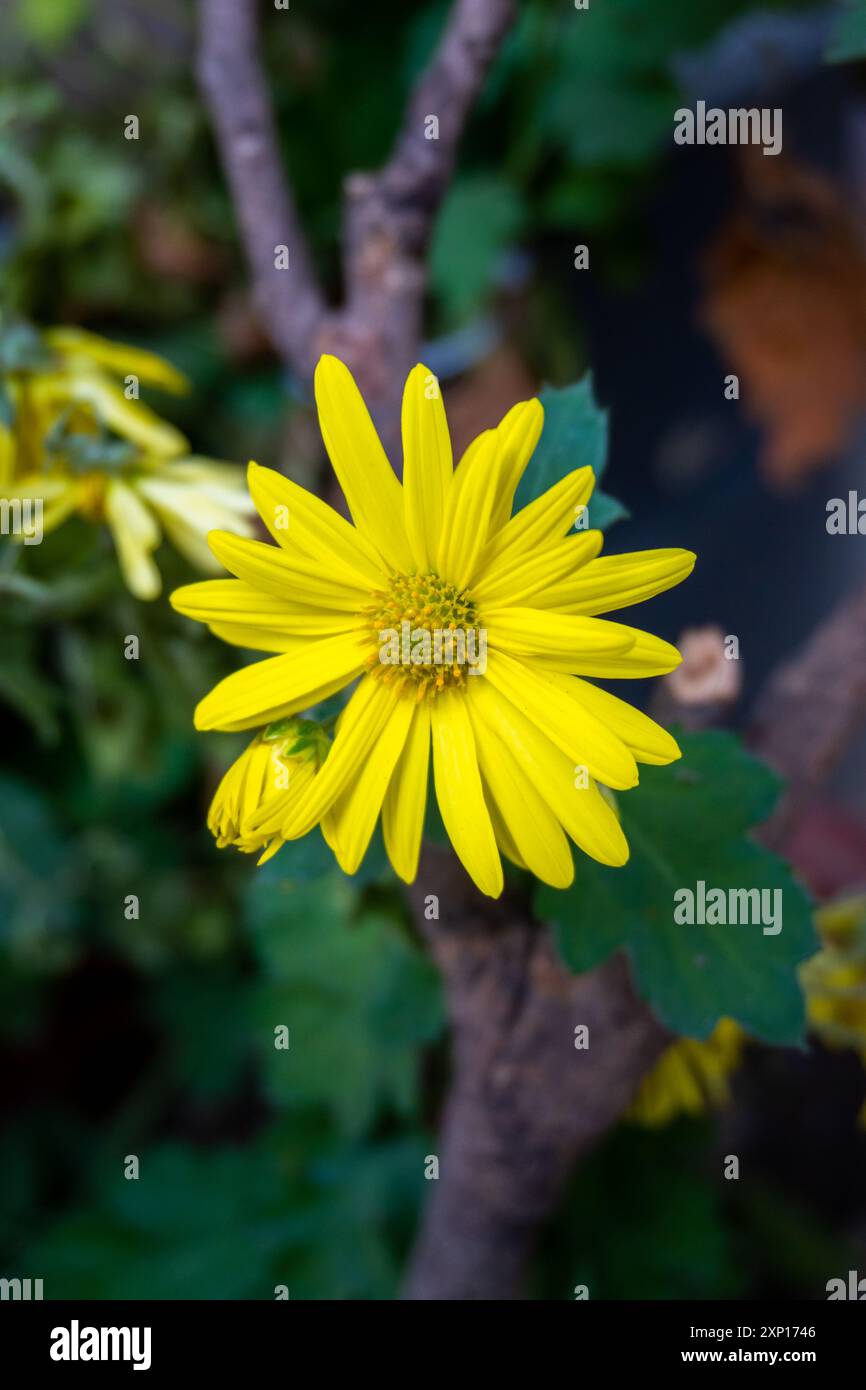 Guldaudi or Guldavari, Chrysanthemum Yellow Flower Plant in an Indian ...
