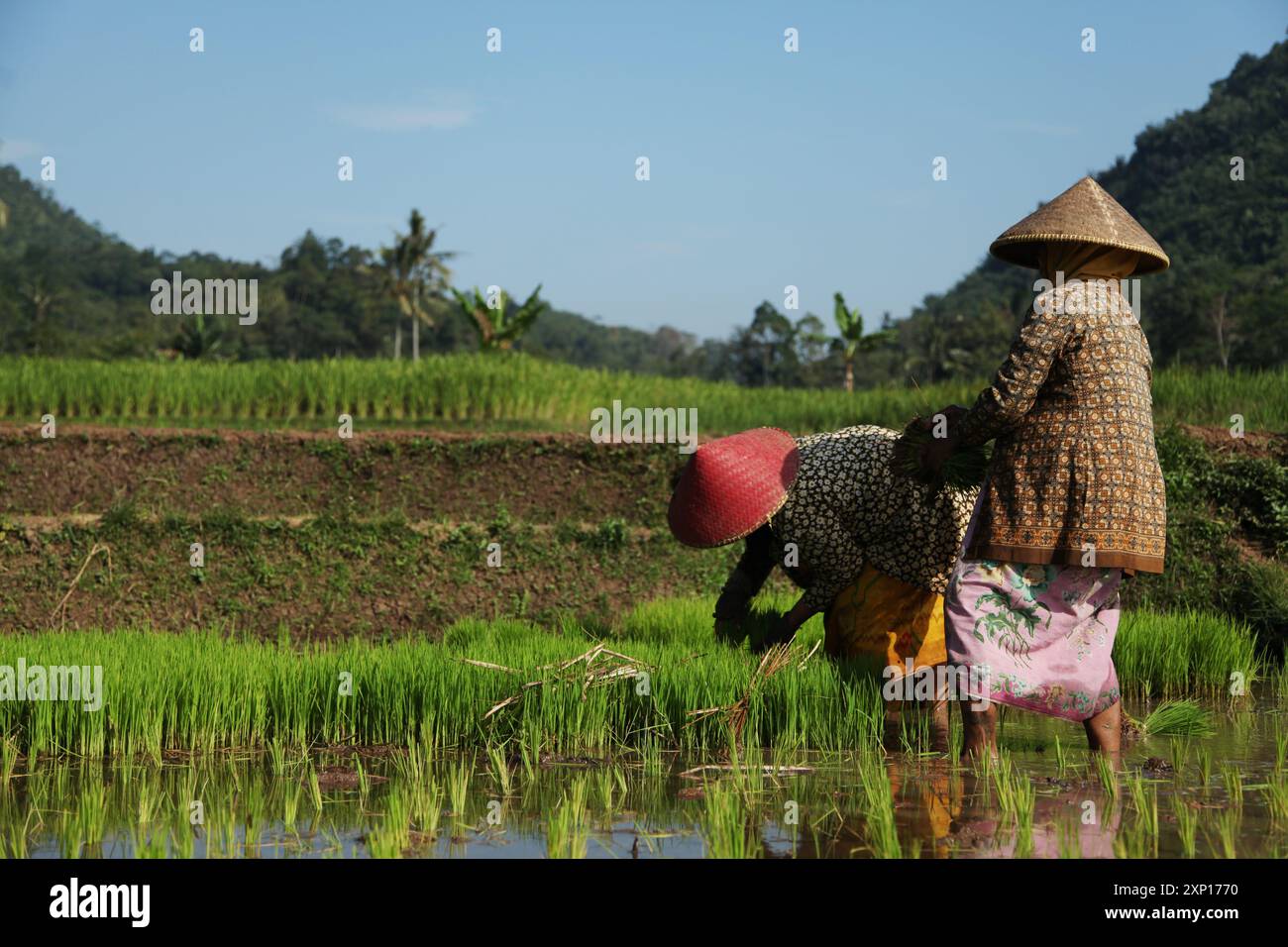 Farmers plant rice in hi-res stock photography and images - Alamy
