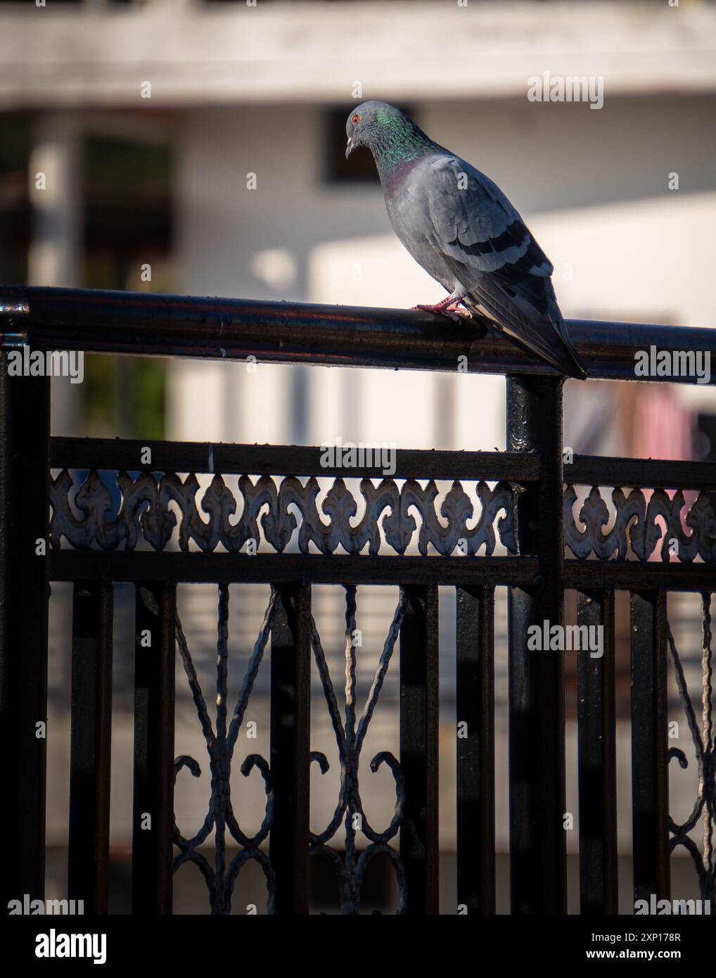 Indian Rock Pigeon on urban rooftops. Surge in Dehradun's population ...