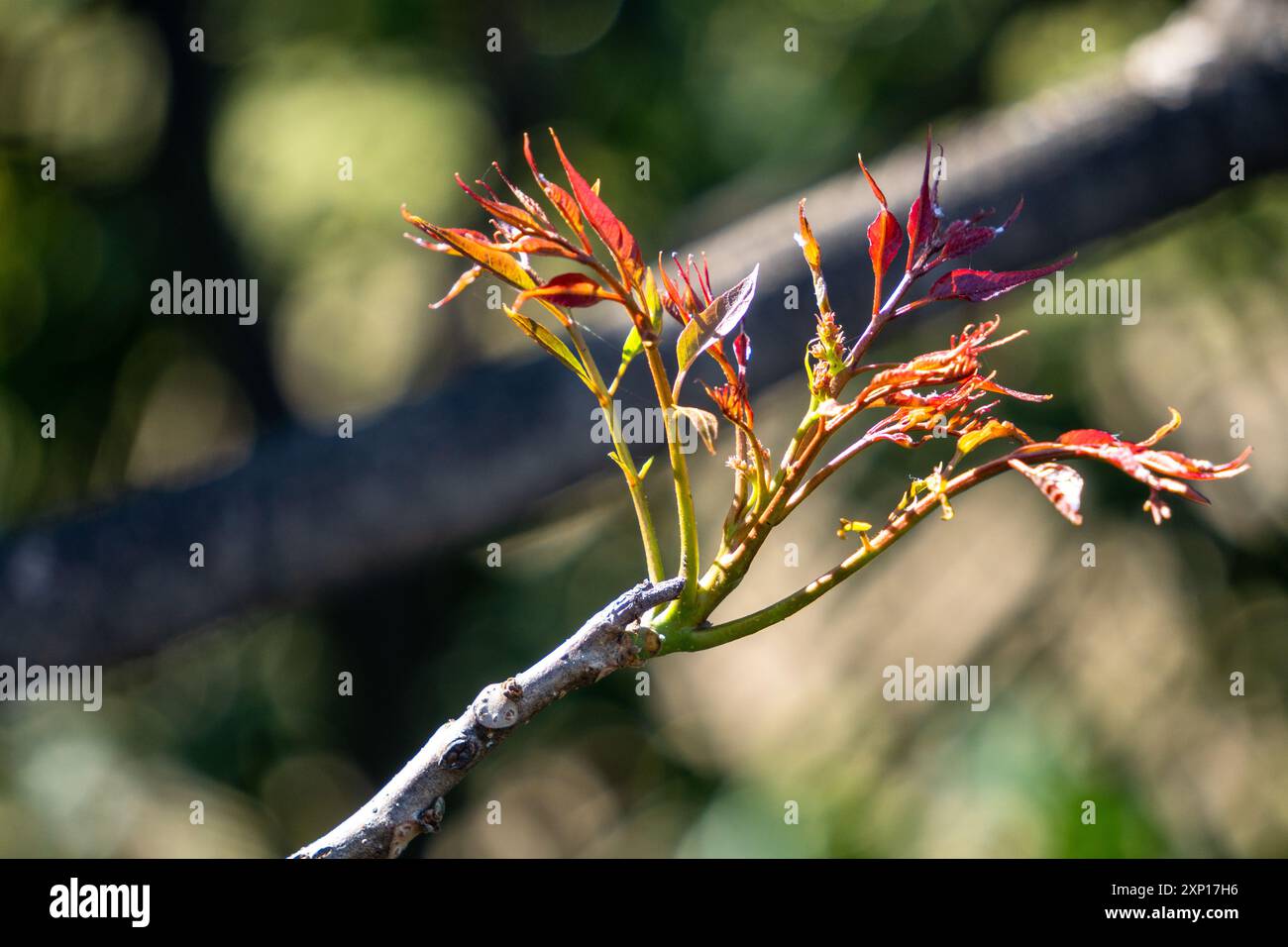 New leaves and buds emerging on a Neem tree in Uttarakhand, India Stock ...