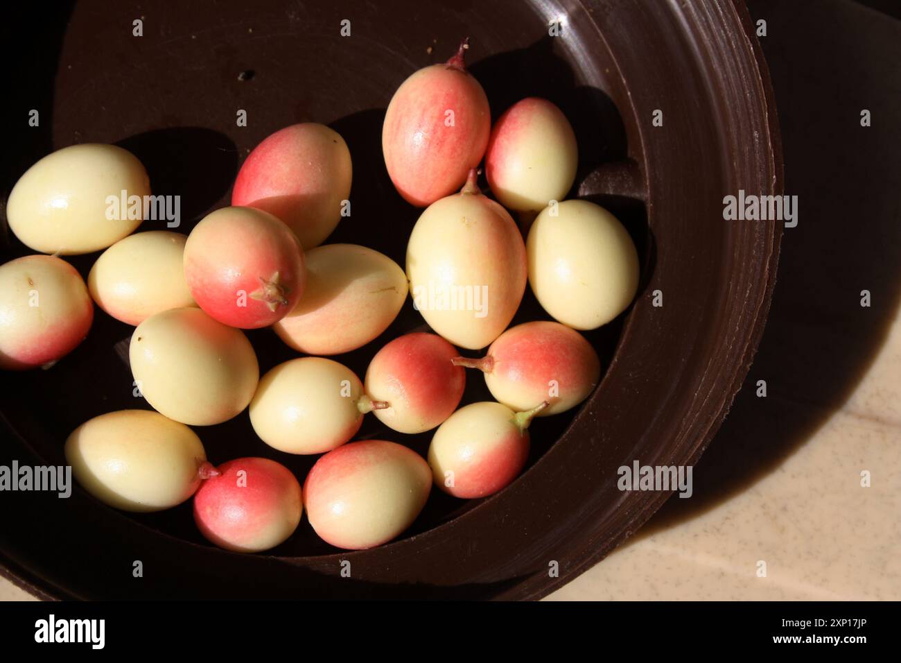 Bengal currant (Carissa carandas) fruits in a bowl : (pix Sanjiv Shukla ...