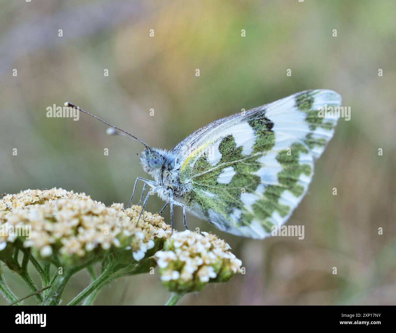 Pontia daplidice, the Bath white butterfly Stock Photo - Alamy
