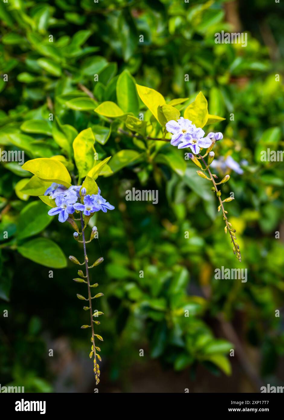 Duranta erecta or Duranta repens purple flowers and shrub in an Indian ...