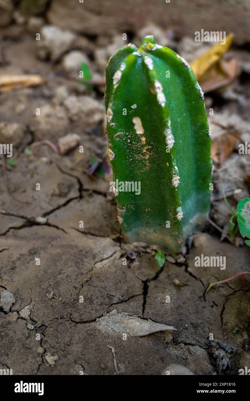 Upright succulent hi-res stock photography and images - Alamy