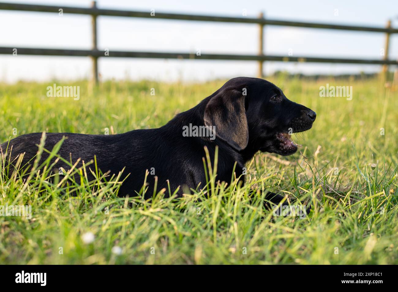 Cute portrait of an 8 week old black Labrador puppy laying down on the ...