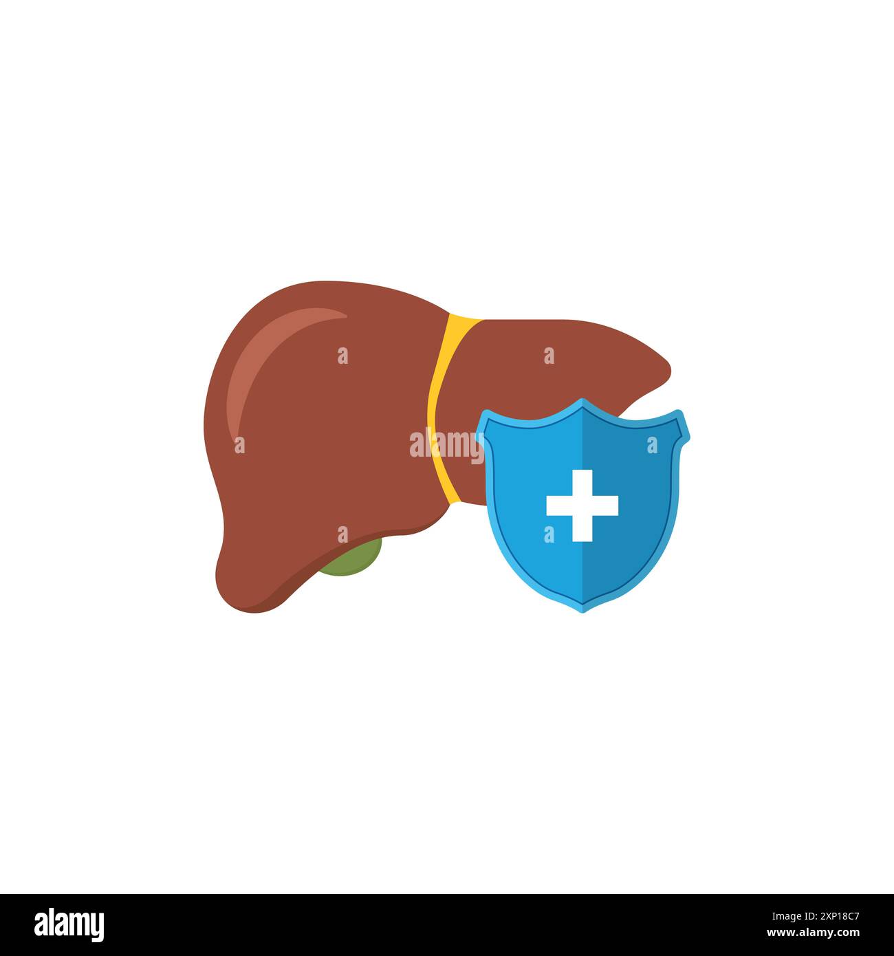 Human liver under protection. Blue shield and healthy liver in cartoon ...