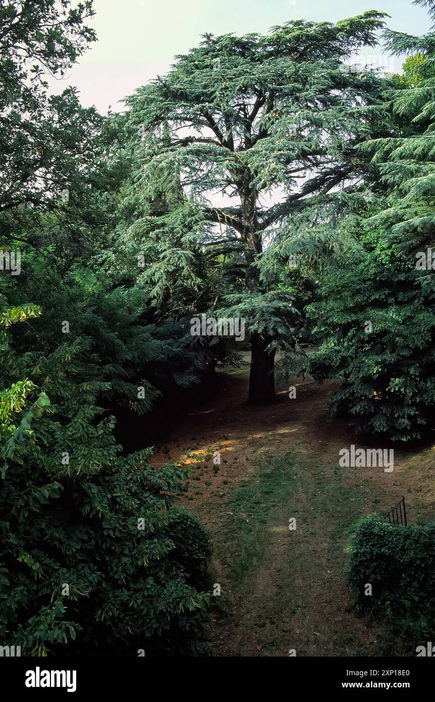 Lebanese cedar trees hi-res stock photography and images - Alamy