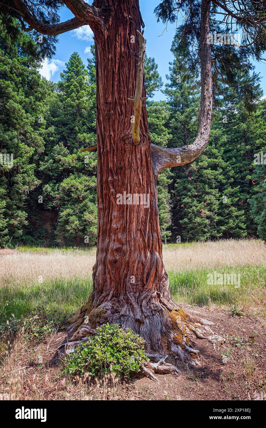 Tuya tree hi-res stock photography and images - Alamy