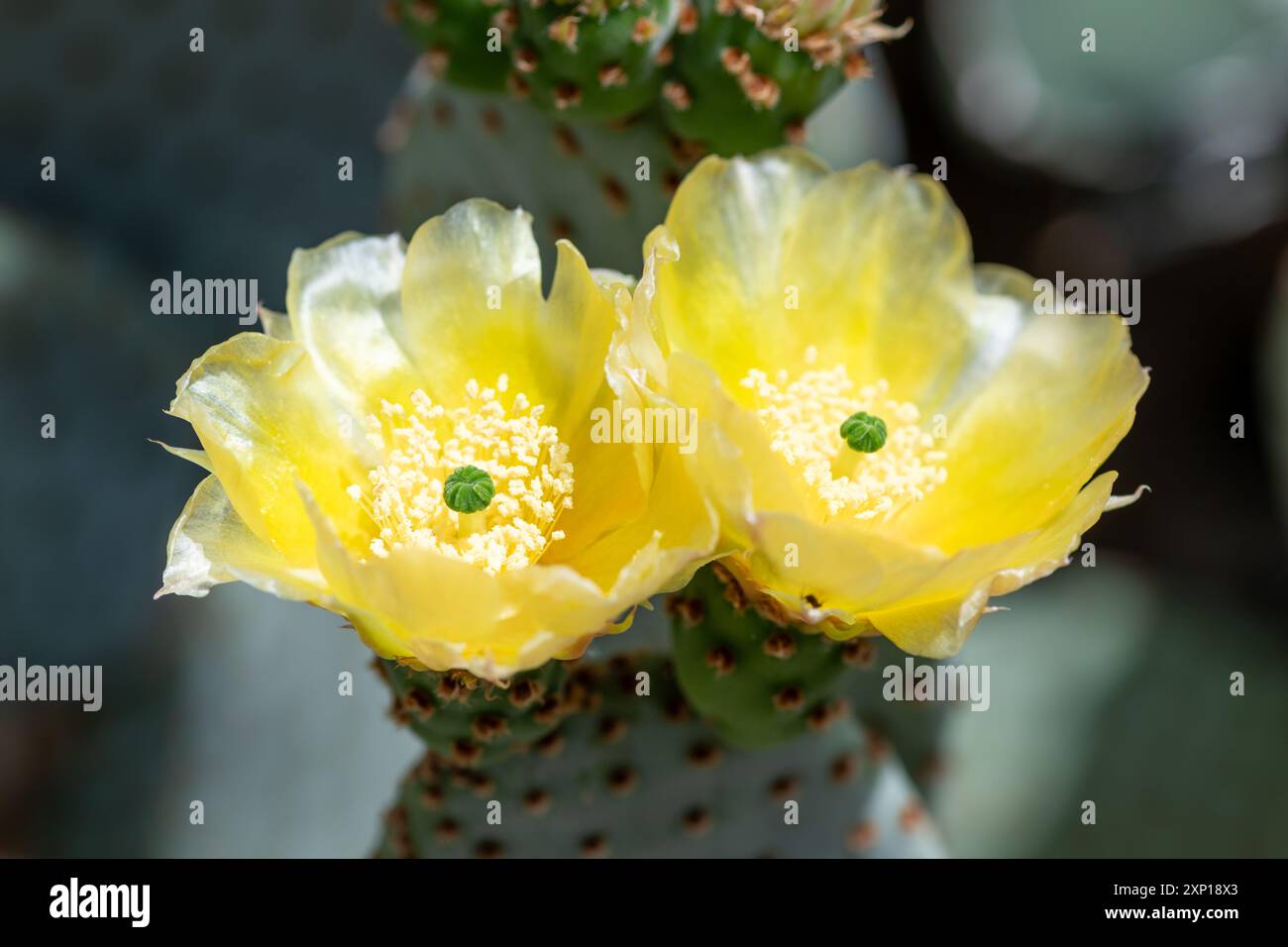 Close up of flowers on a wheel cactus (opuntia robusta Stock Photo - Alamy