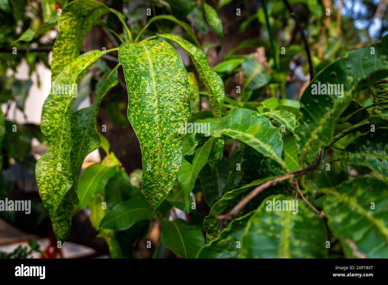 Gall midge hi-res stock photography and images - Alamy