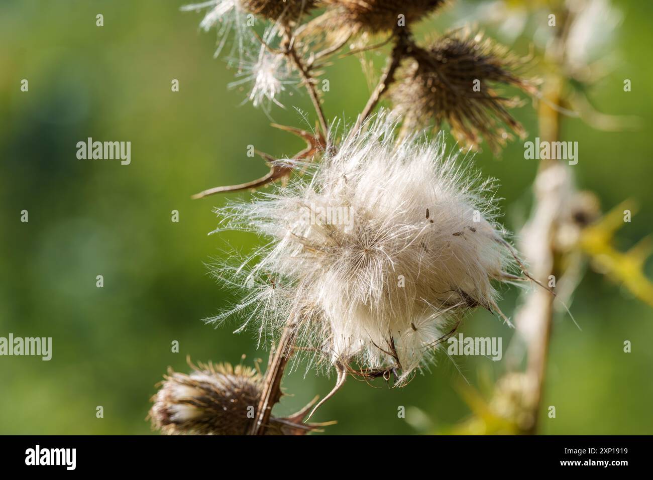 Fluffy seed pod hi-res stock photography and images - Alamy
