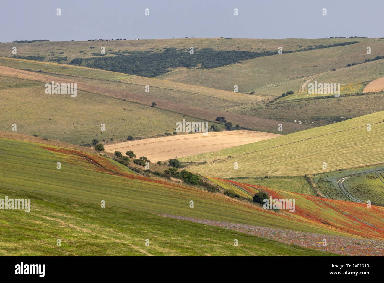An idyllic South Downs summer landscape with poppies, flax and phacelia ...