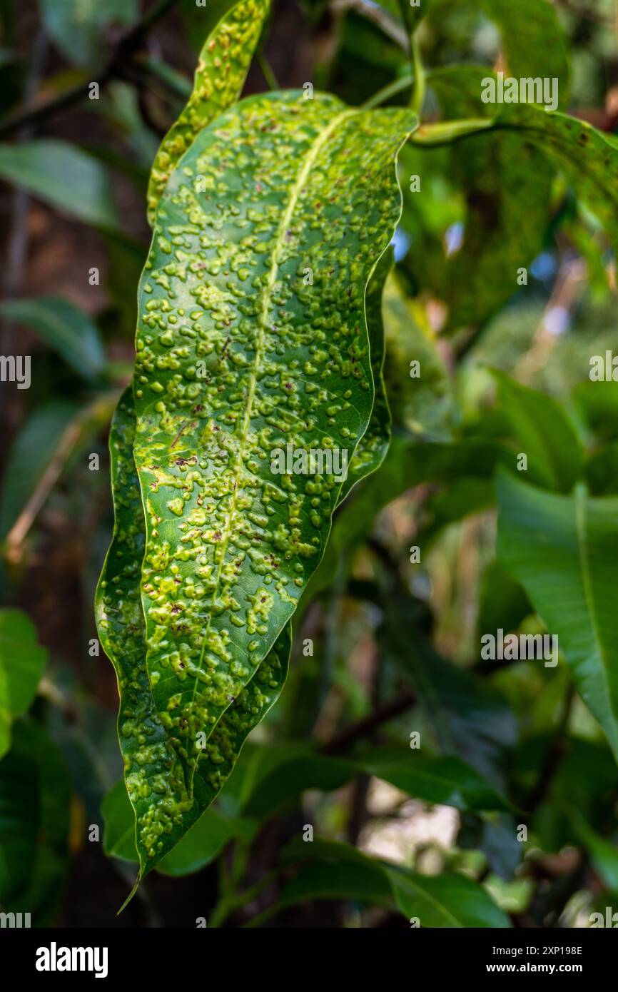 Gall midge hi-res stock photography and images - Alamy