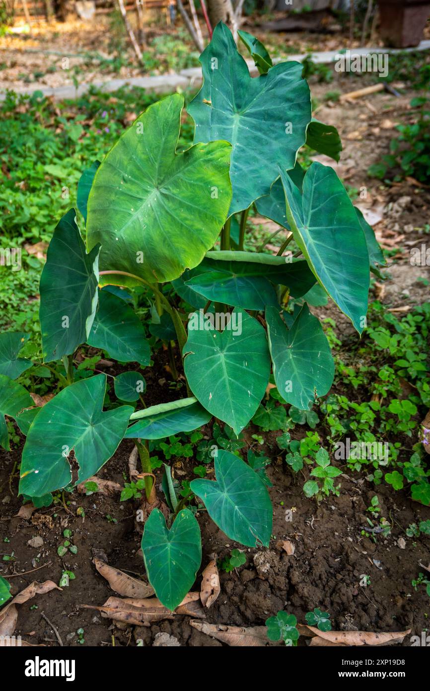 Taro, or elephant ear, Colocasia esculenta. Edible plant and root in an ...
