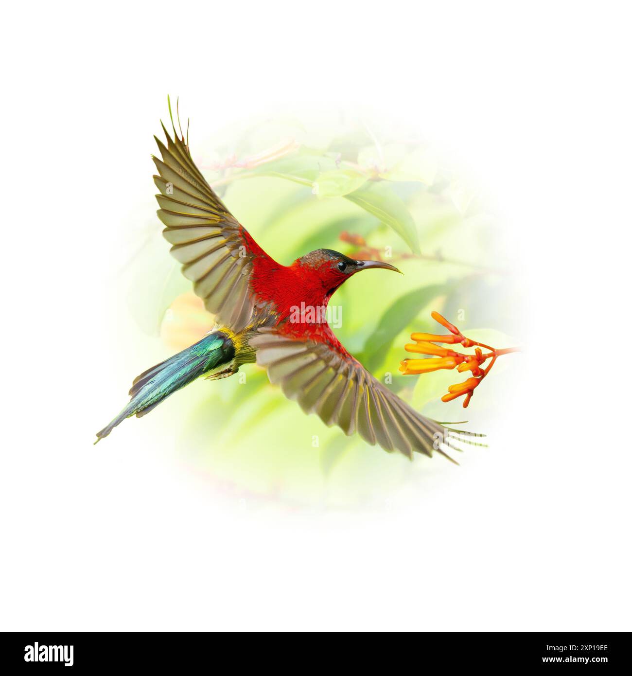 Male Crimson Sunbird flying near a tree isolated on white background ...