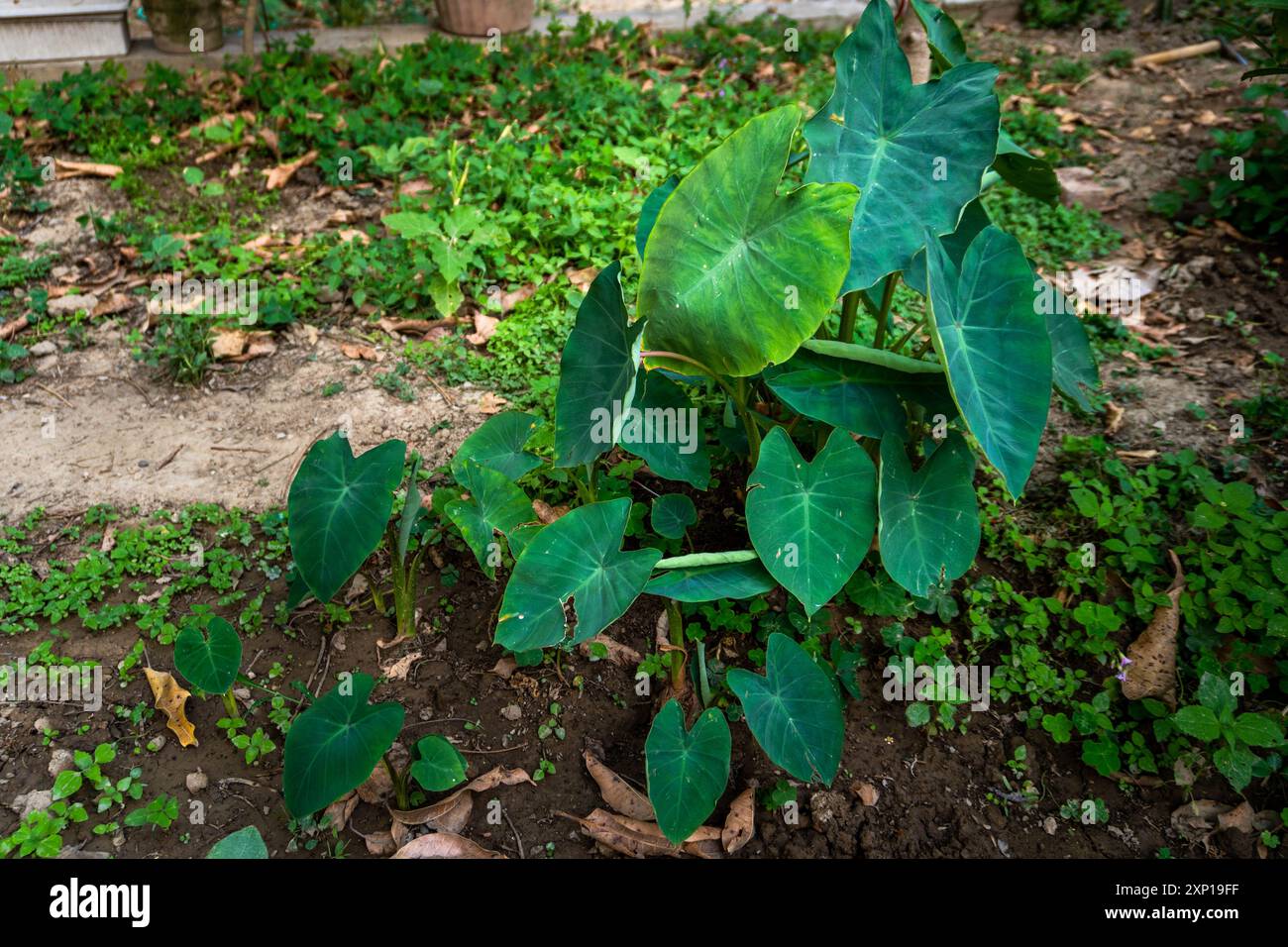 Taro, or elephant ear, Colocasia esculenta. Edible plant and root in an ...
