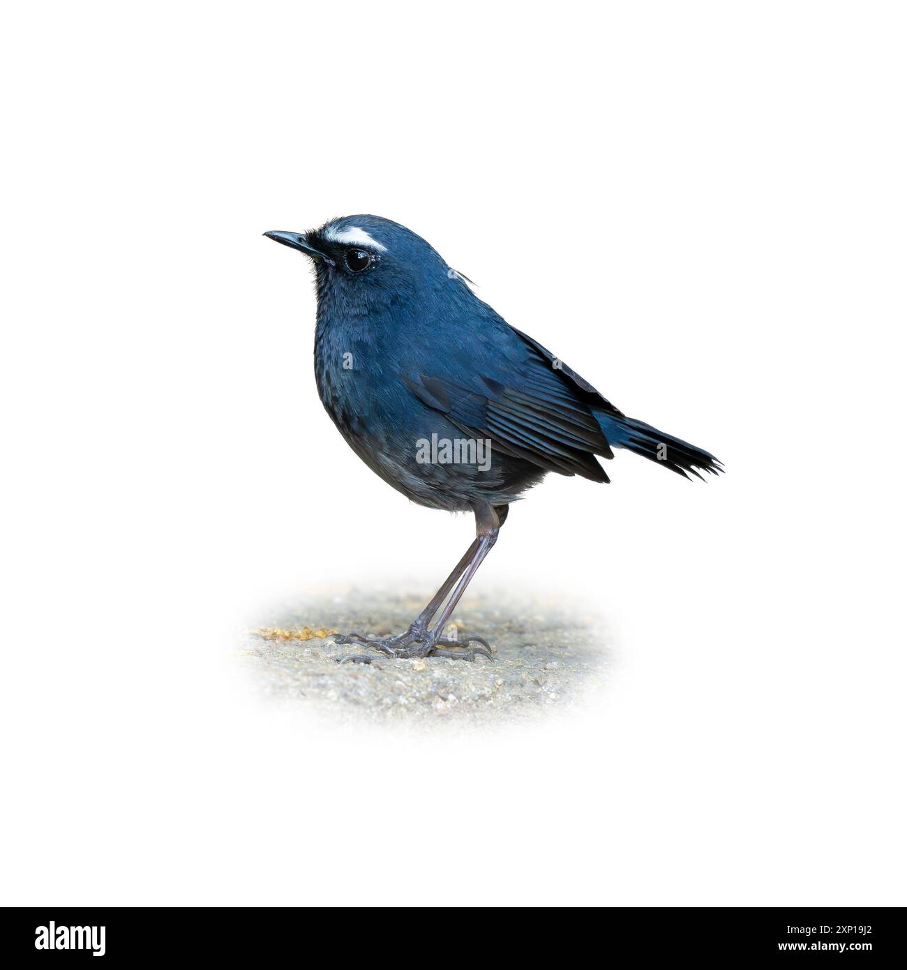 Male Himalayan Shortwing standing on the ground looking into a distance ...