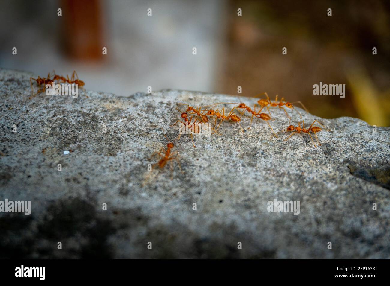 Close up Group of Fire Ants Crawling in an Organic Indian Garden ...