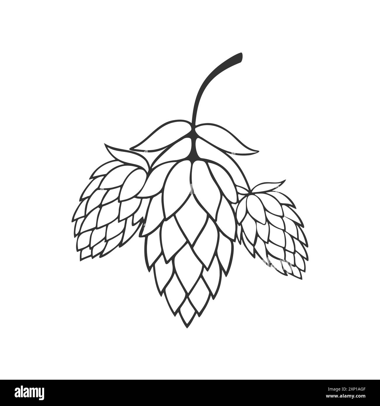 Hop plant with cones and leaves, doodle stylized contour drawing, logo ...