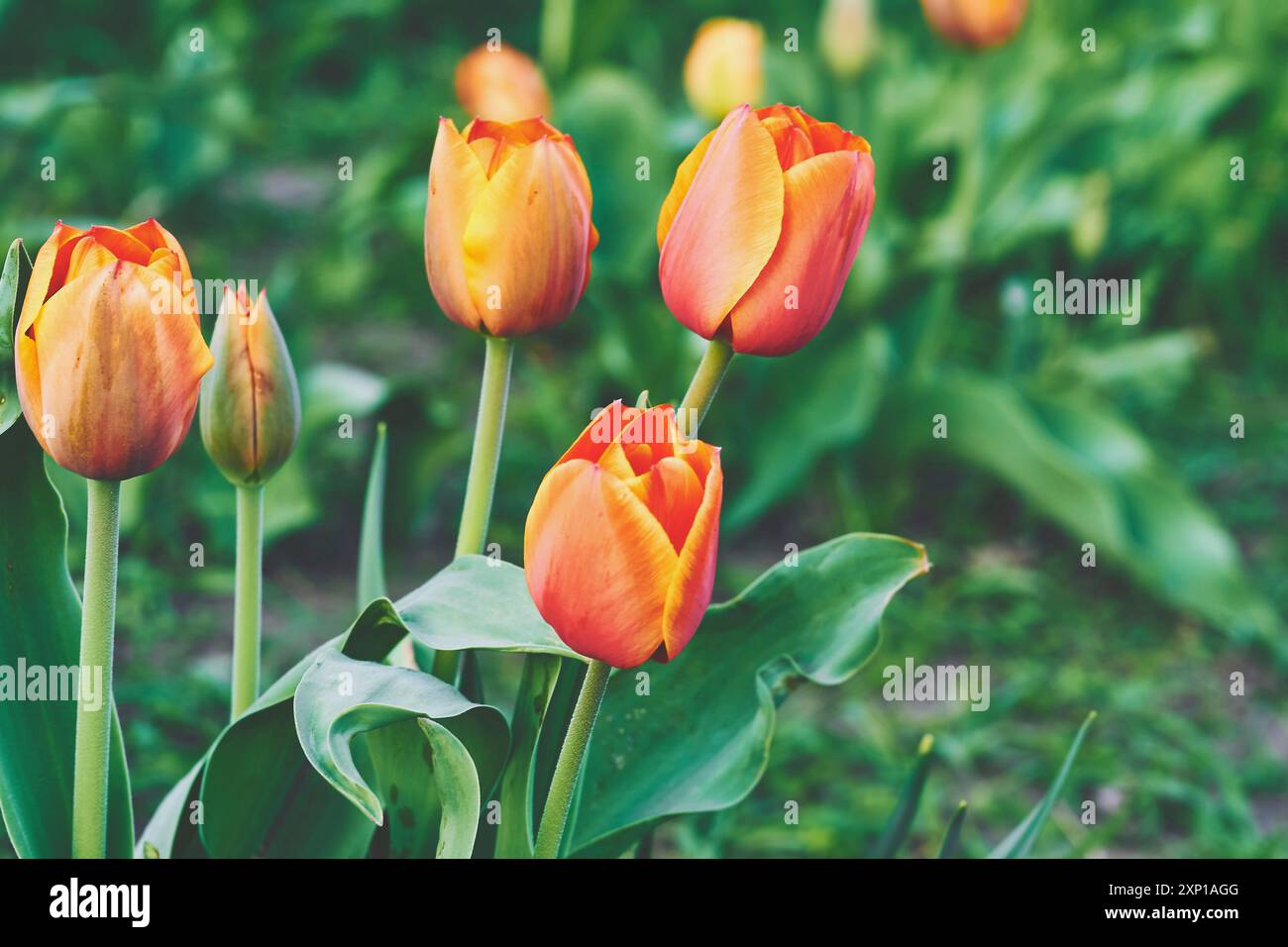 a bulbous spring flowering plant of the lily family, with boldly ...