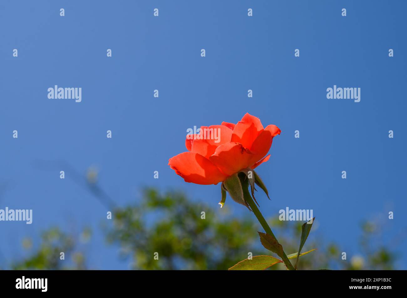 beautiful red rose bush in summer morning garden on bright summer day ...