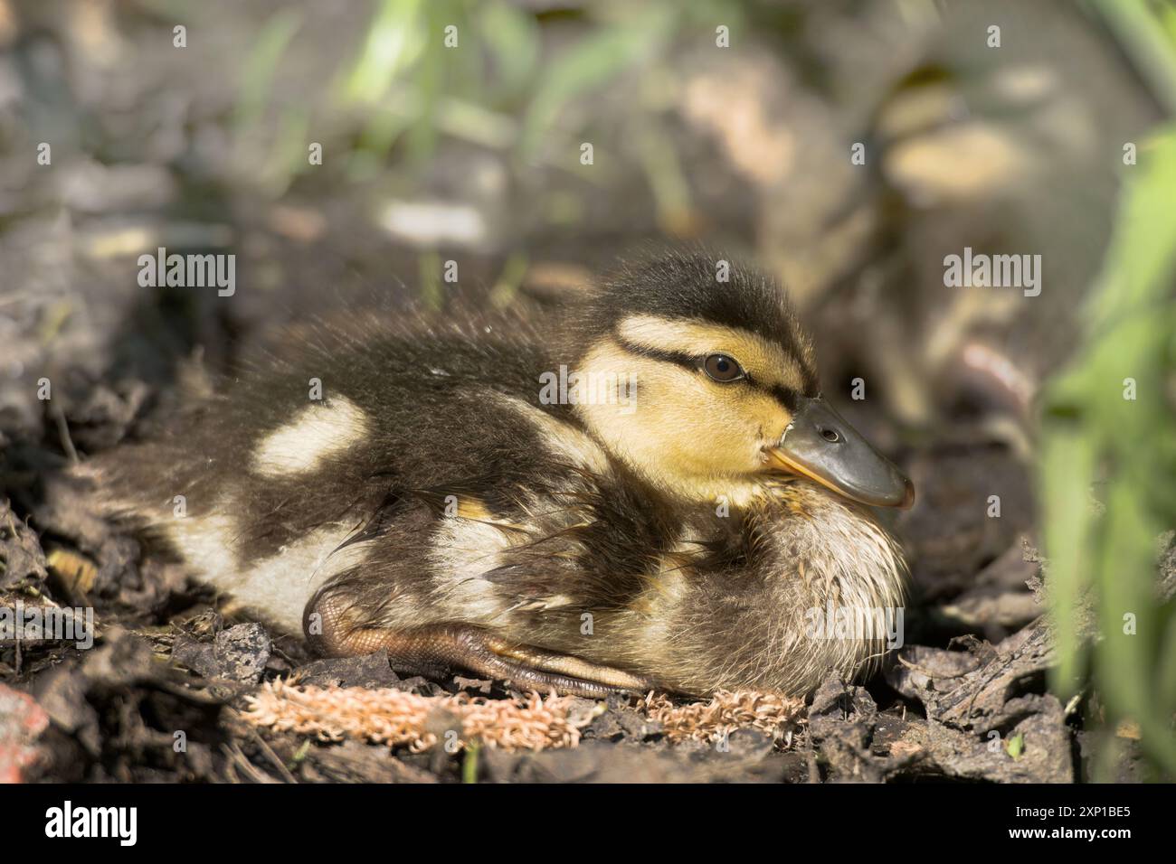 Portrait of young duckling sitting on a bank of lake Stock Photo - Alamy