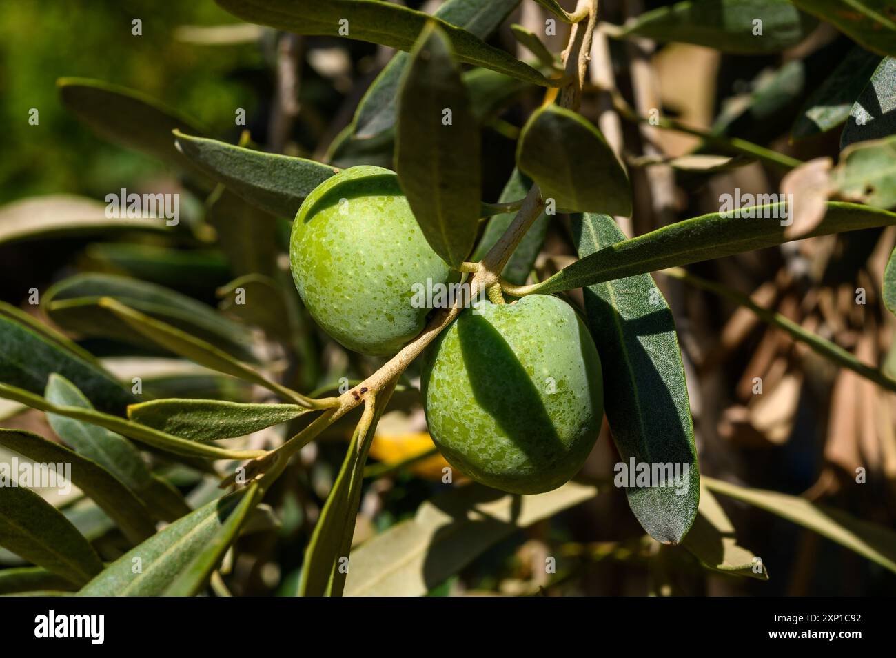 Green olive tree in nature Stock Photo - Alamy