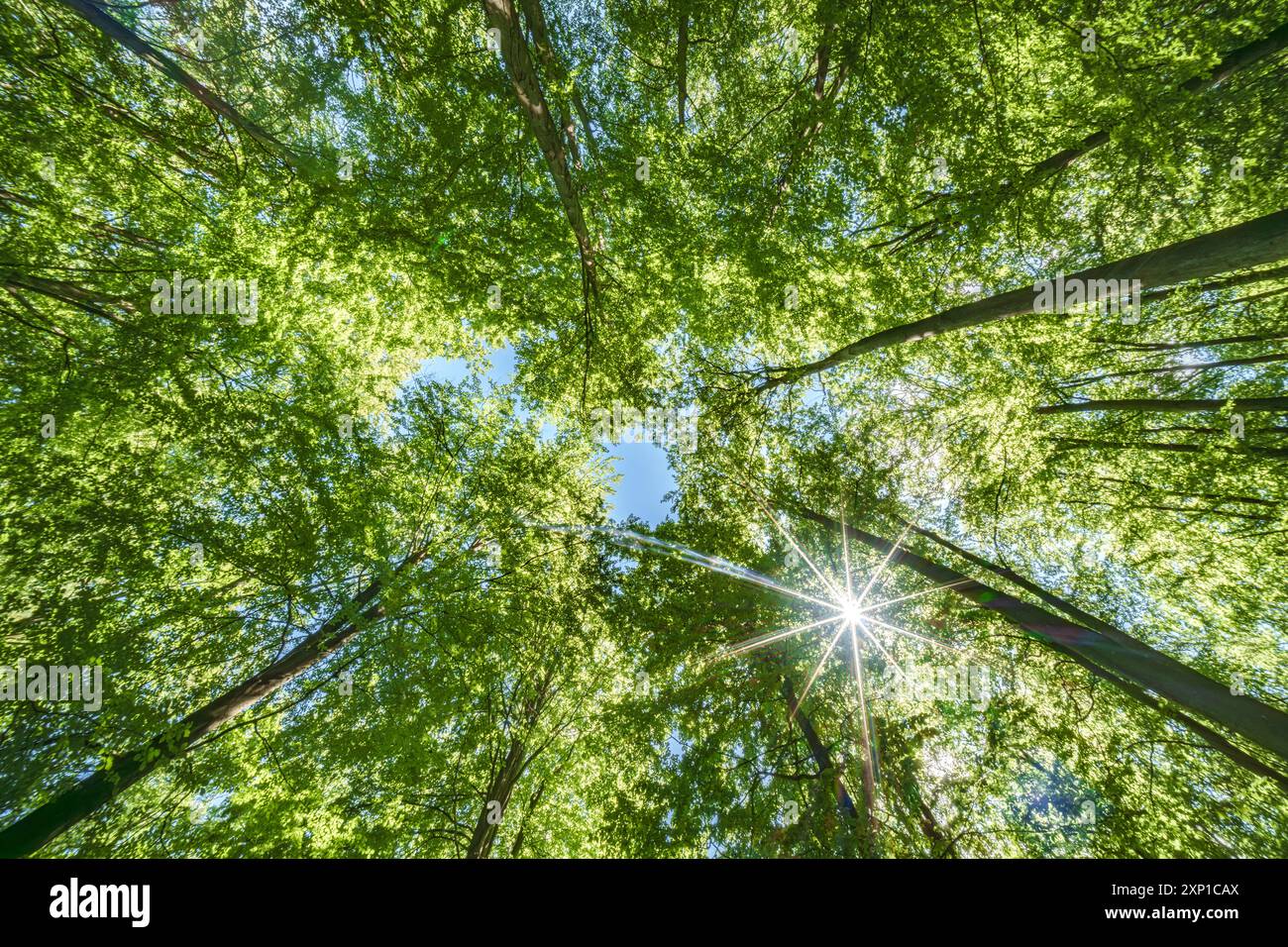 A vibrant view from below a dense green canopy where the sunlight ...