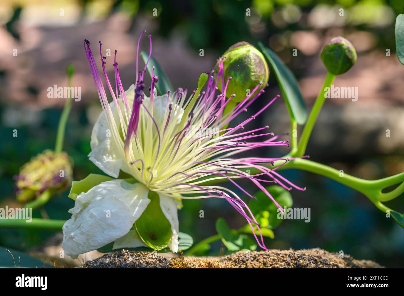 Growing caper plant in bloom with delicate pink flowers and fruits ...