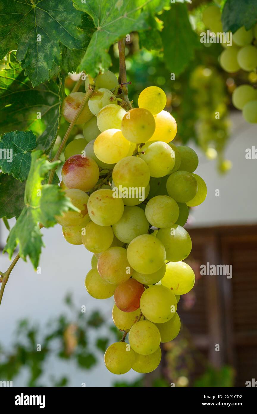A bunch of white grapes in the sun, ripe grapes in the vineyard Stock ...