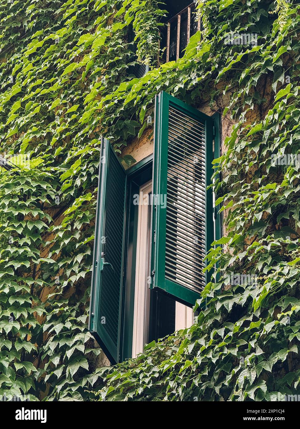 A window with green blinds is open, and vines are growing up the side ...