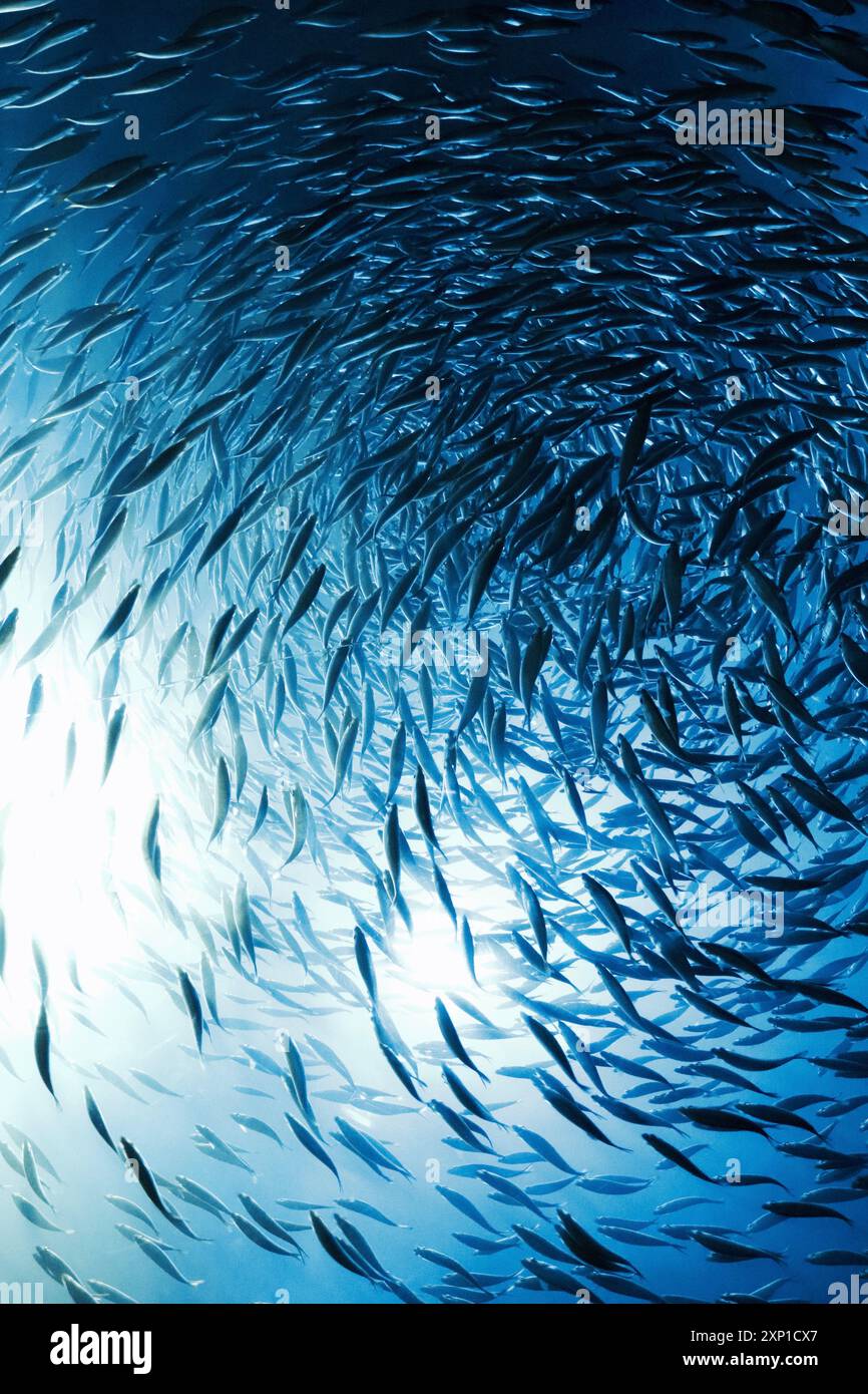 School of Fish Stock Photo - Alamy