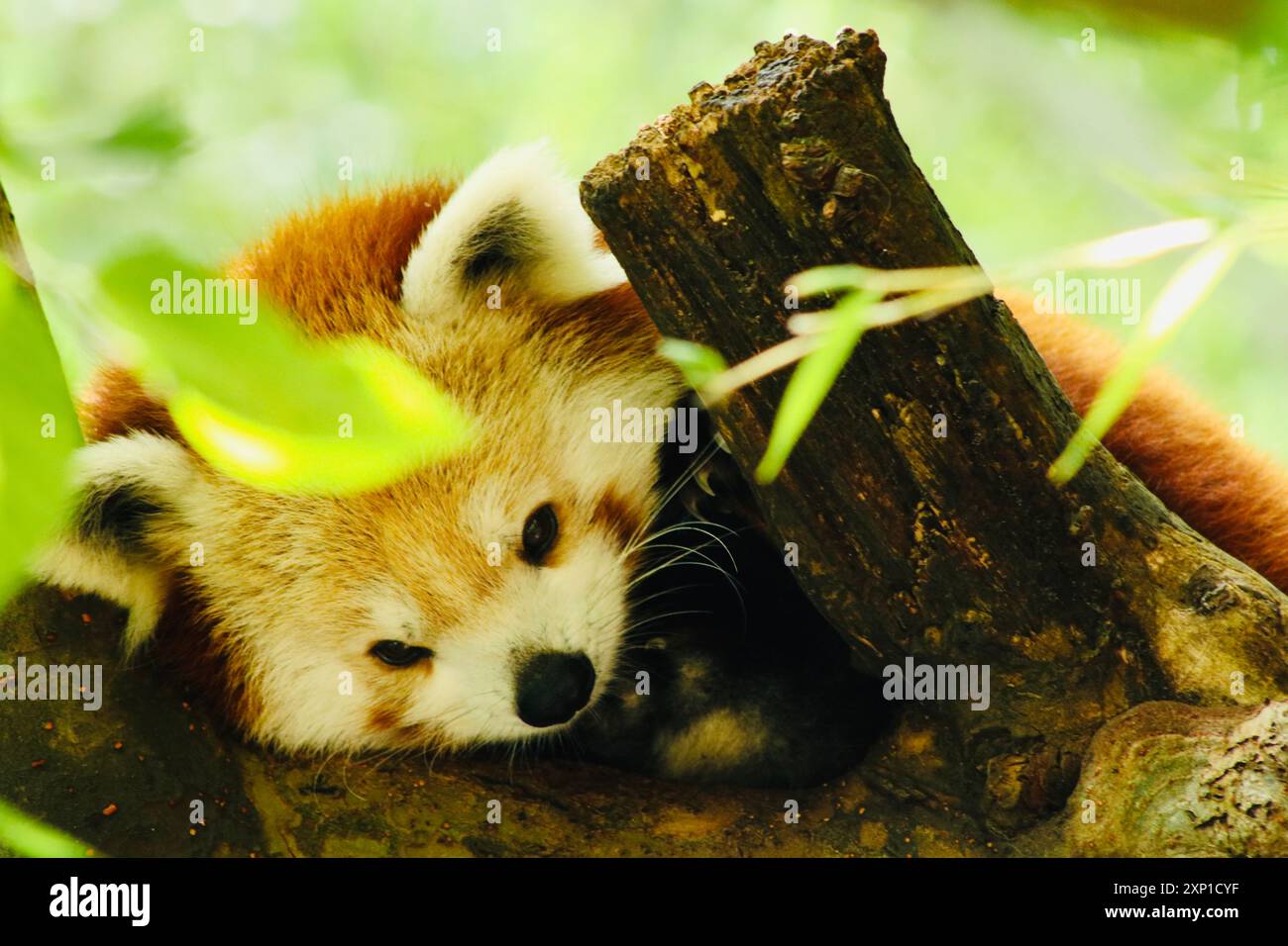 Red Panda Resting in a Tree Stock Photo - Alamy