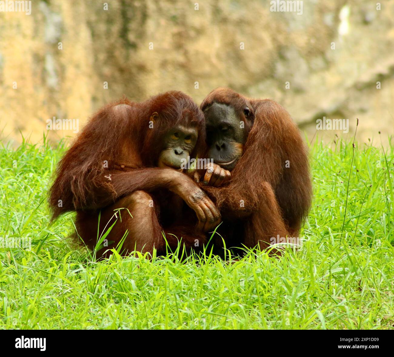 Baby orangutan cuddling hi-res stock photography and images - Alamy
