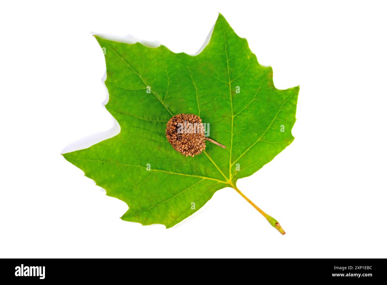 Plane tree leaf hi-res stock photography and images - Alamy