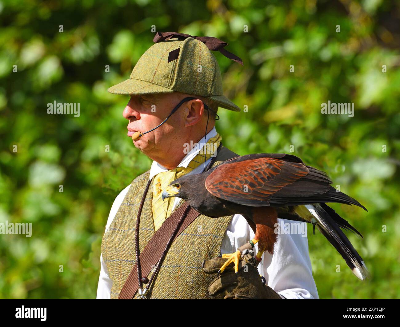 Harris hawk bird prey falconry hi-res stock photography and images - Alamy