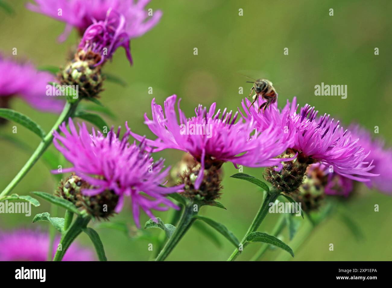 A honey bee lands on a Common Knapweed (Centaurea Nigra, Black Knapweed ...