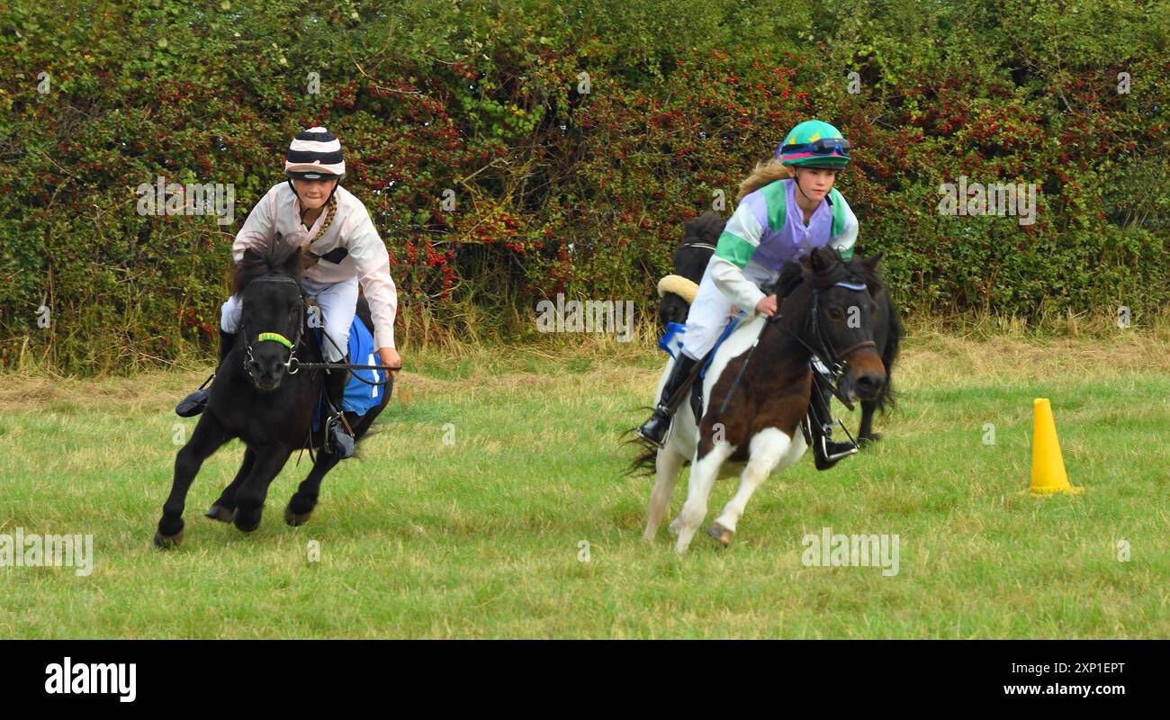 Shetland pony racing or Dinky Derby Stock Photo - Alamy