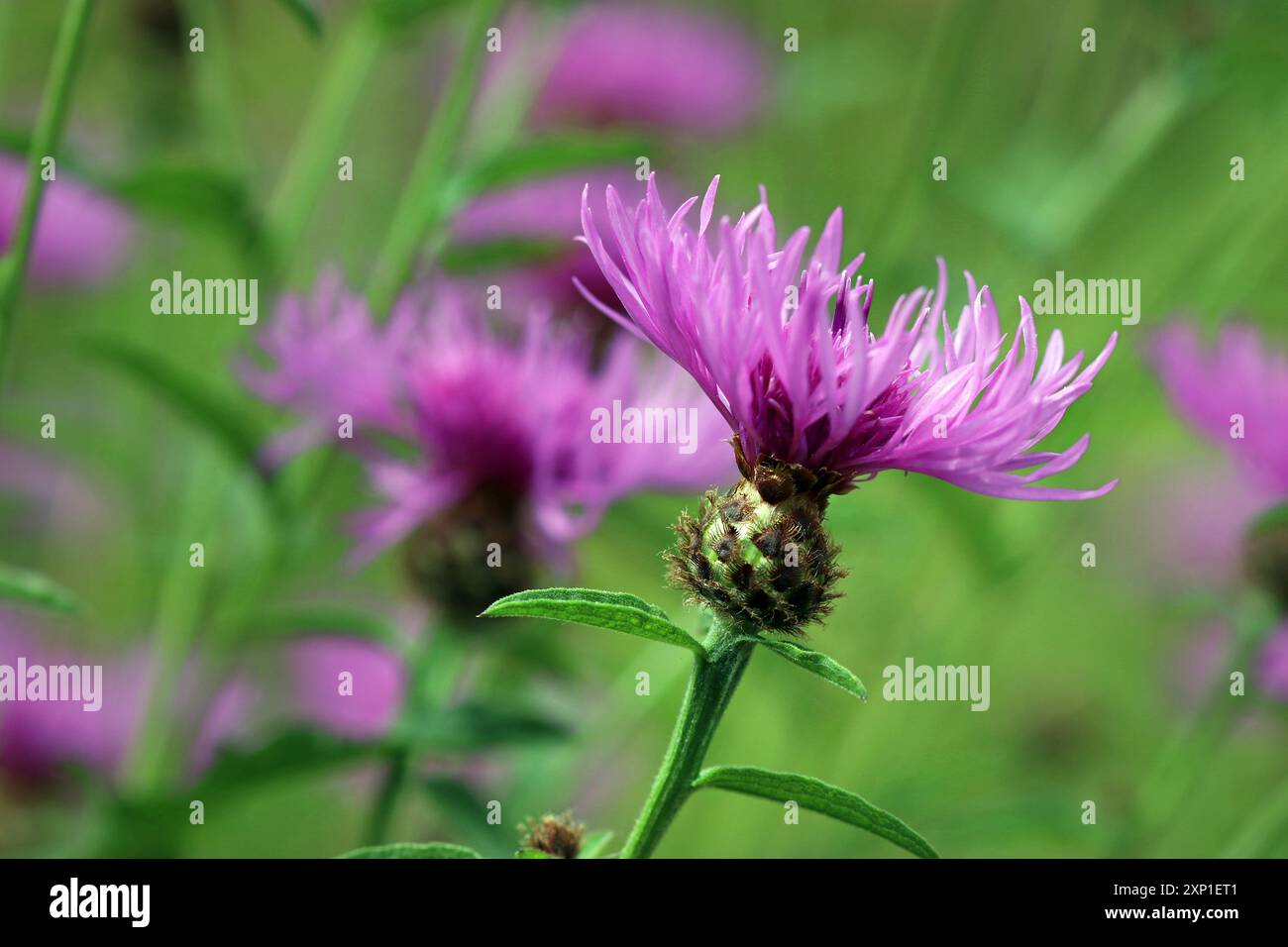 English wildflower meadow hi-res stock photography and images - Alamy