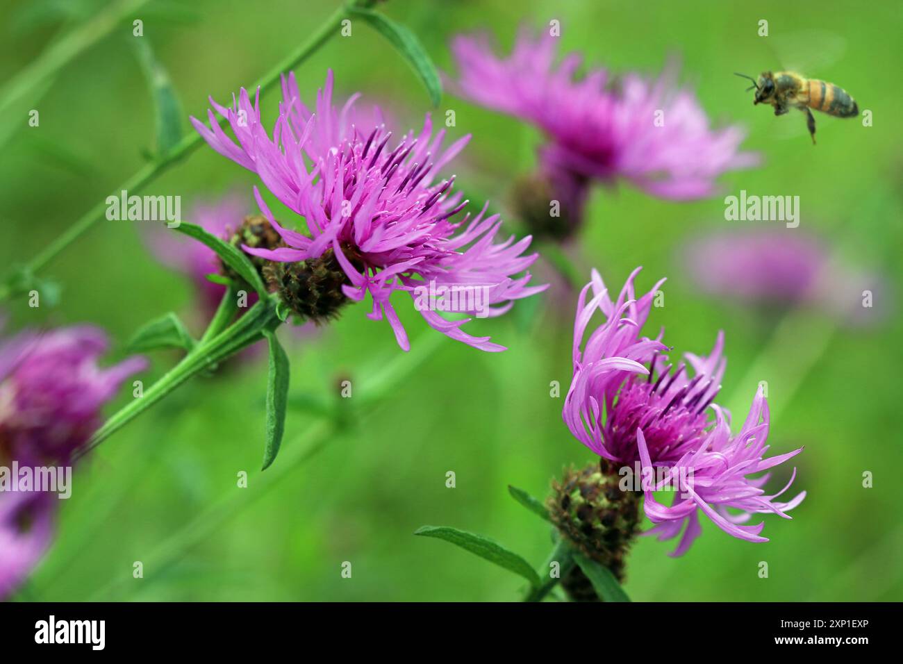 A honey bee flies towards a Common Knapweed (Centaurea Nigra, Black ...