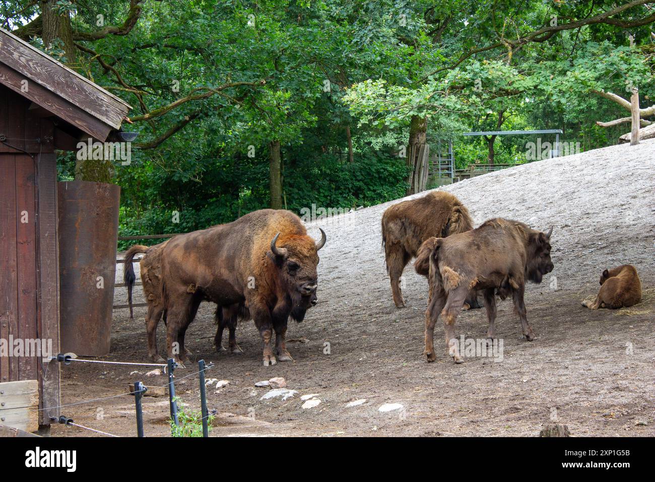 Family of Bison Stock Photo - Alamy