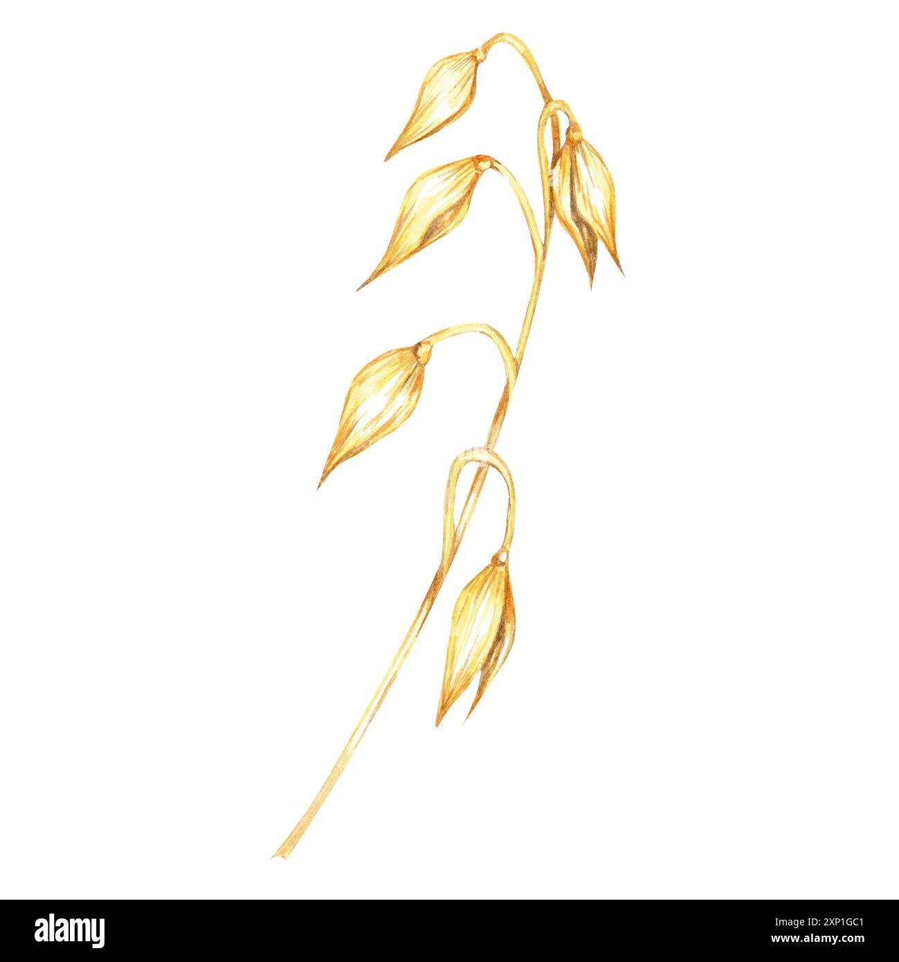 Gently curved oat stalk with multiple grain clusters. Avena sativa ...