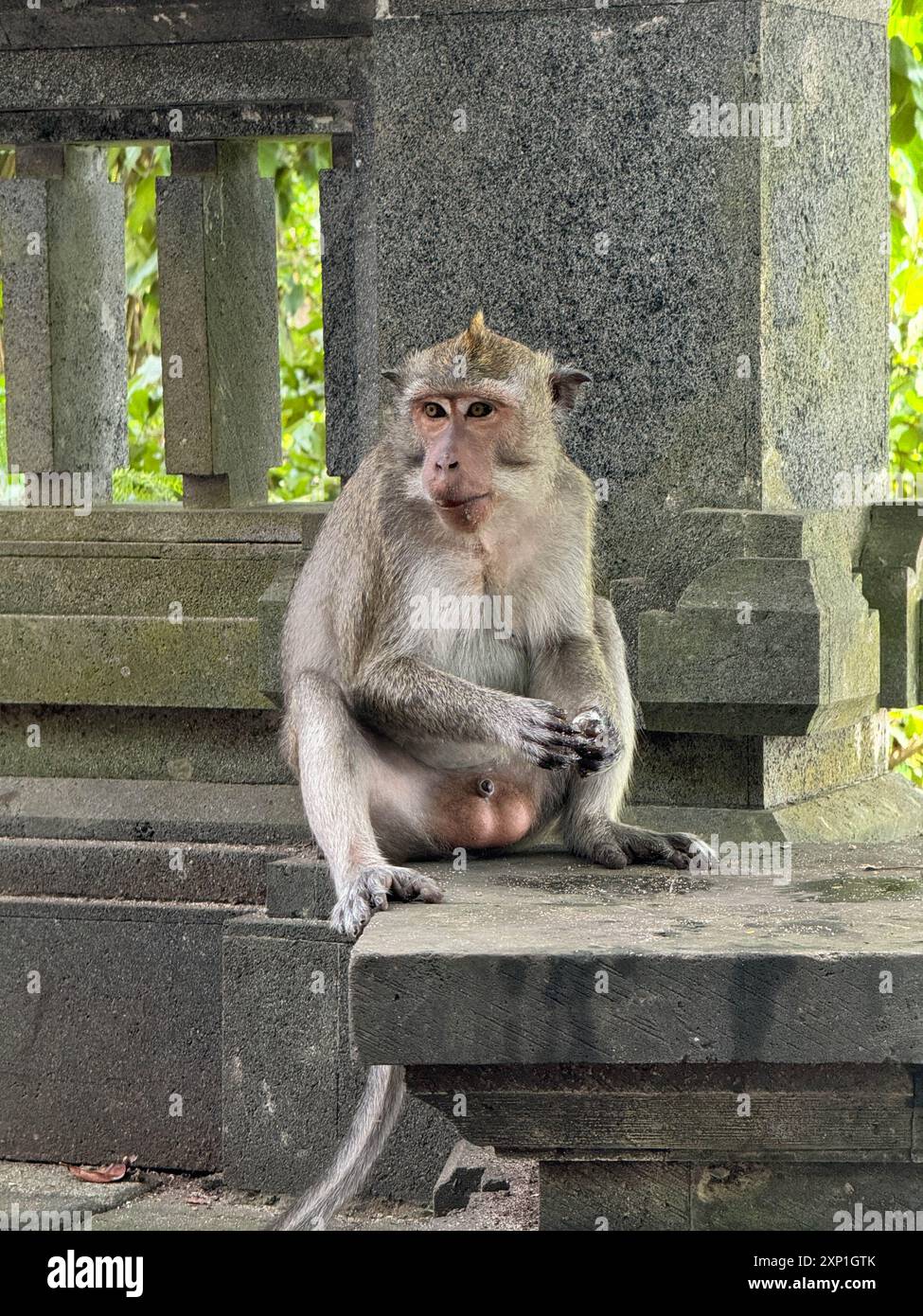 A monkey is sitting on a stone ledge. The monkey is looking at the ...