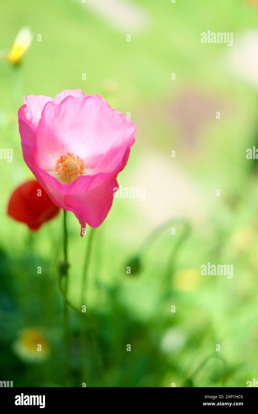 Pink poppy hi-res stock photography and images - Alamy