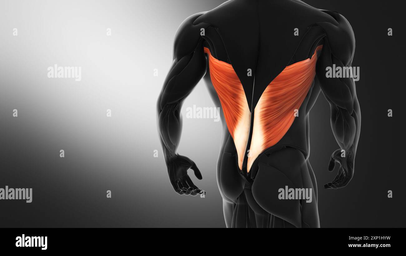 Shoulder muscles anatomy hi-res stock photography and images - Alamy